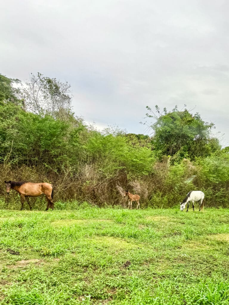 Exploring Puerto Rico Beyond San Juan - Just is a Four Letter Word